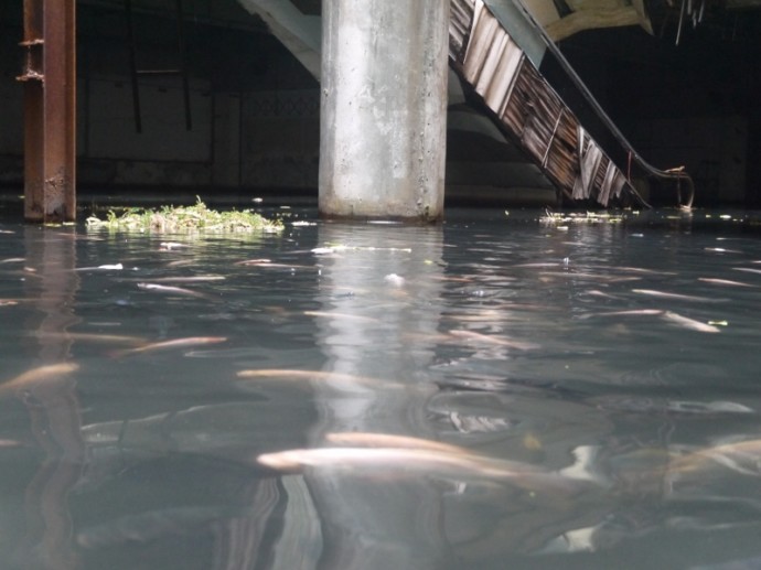 Metro Koi: Thousands of Fish Occupy Abandoned Bangkok Mall | Urbanist