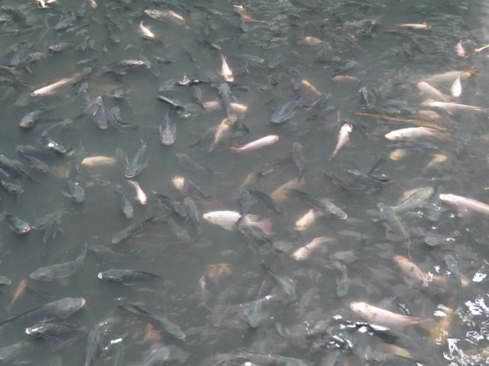 Metro Koi: Thousands of Fish Occupy Abandoned Bangkok Mall | Urbanist