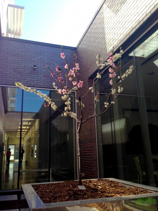 Tree of 40 Fruit: Single Plant Grown with Dozens of Grafts - WebUrbanist