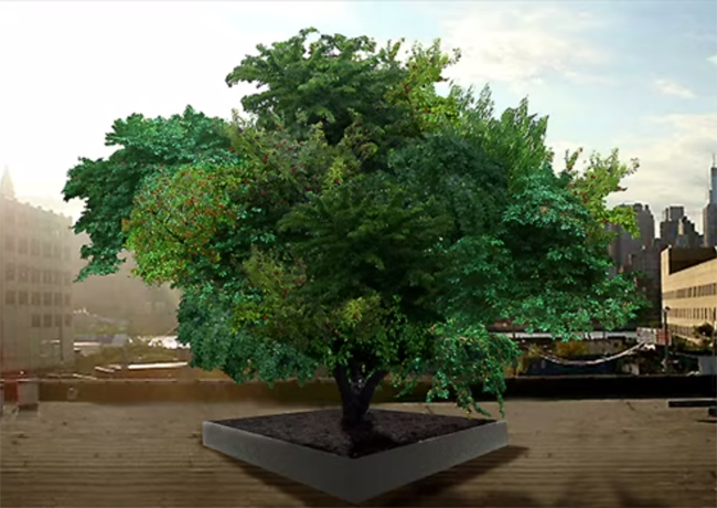Tree of 40 Fruit: Single Plant Grown with Dozens of Grafts | Urbanist