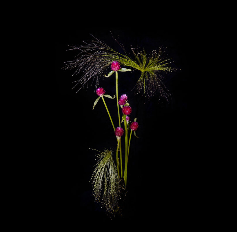 Flowerworks: Pictures Capture Plants Exploding Like Fireworks - WebUrbanist
