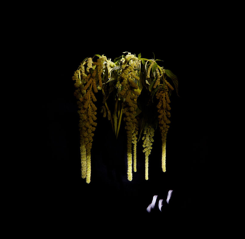 Flowerworks: Pictures Capture Plants Exploding Like Fireworks - WebUrbanist