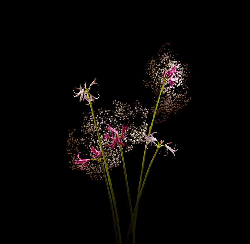 Flowerworks: Pictures Capture Plants Exploding Like Fireworks | Urbanist