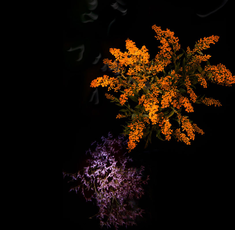 Flowerworks: Pictures Capture Plants Exploding Like Fireworks - WebUrbanist