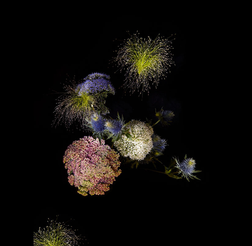 Flowerworks: Pictures Capture Plants Exploding Like Fireworks - WebUrbanist