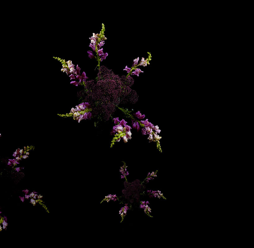 Flowerworks: Pictures Capture Plants Exploding Like Fireworks - WebUrbanist