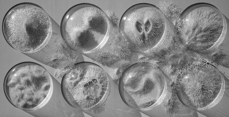 Beautiful Bacteria: Infectiously Intricate Paper Cut Art | Urbanist