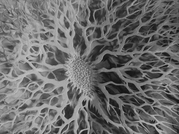 Beautiful Bacteria: Infectiously Intricate Paper Cut Art | Urbanist