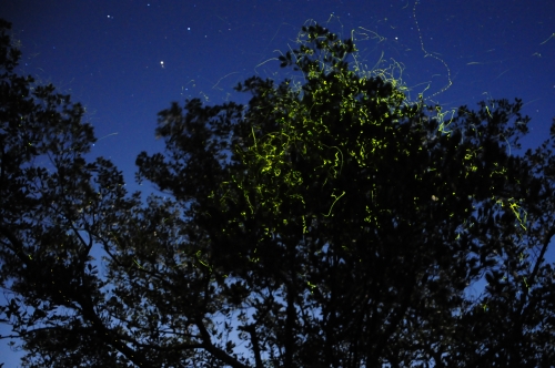 Nocturnal Field Trips: 7 World Wonders Best Explored at Night | Urbanist