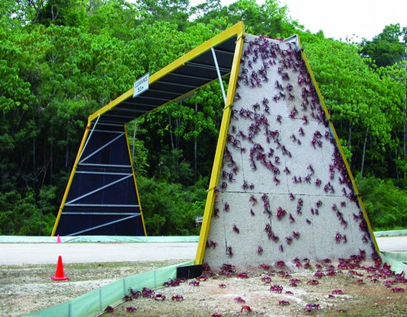 Animal Overpass: LA Wildlife Crossing to Be Largest in US | Urbanist