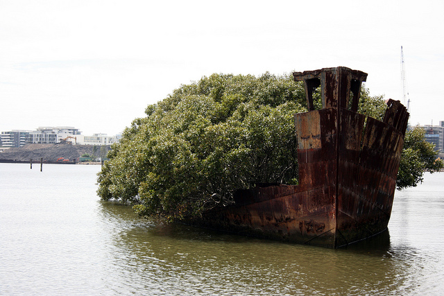 Floating Forest: Trees Rise From Corpse of Abandoned Ship | Urbanist
