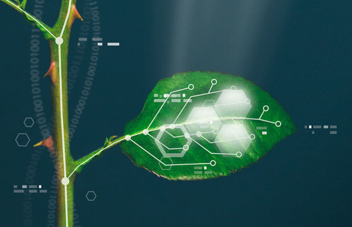 Power Plants: Scientists Grow Conductive Wires in Living Roses ...