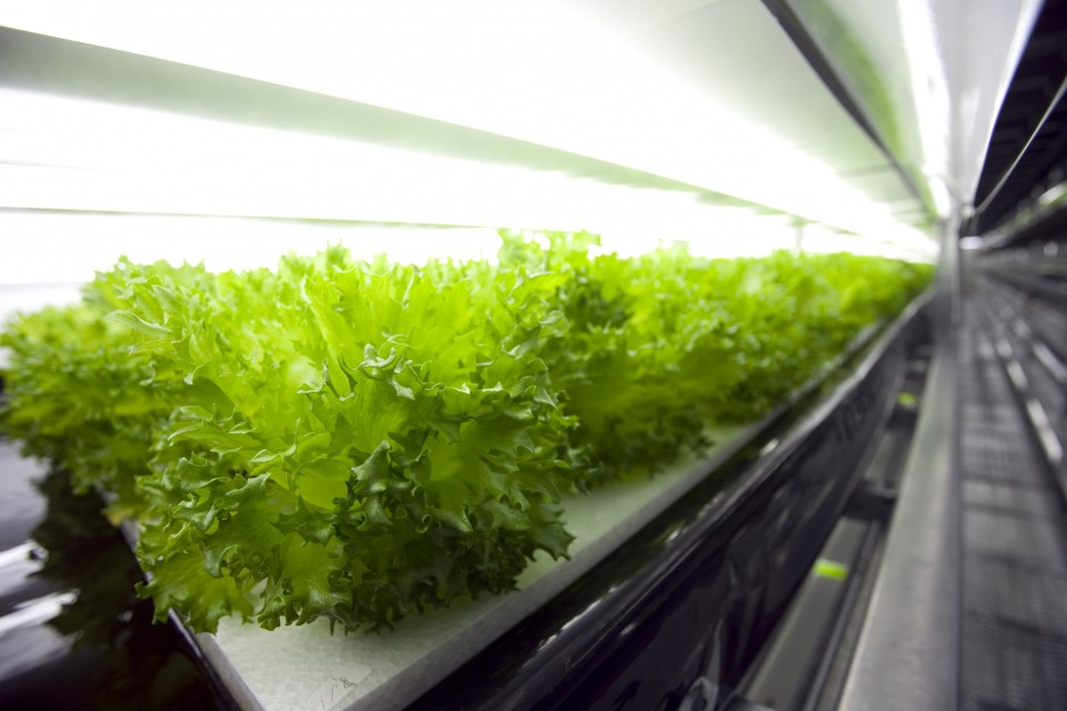 Veggie Factory: World’s First Vertical Farm Run Entirely By Robots ...