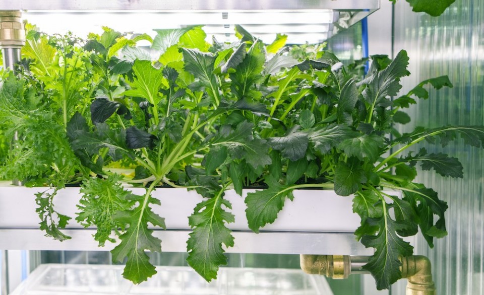 Vertical Micro-Farms: Fresh Produce Grown in Berlin Groceries | Urbanist