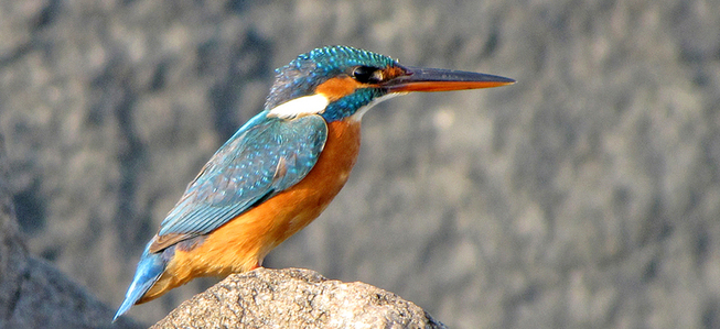 Bird Biomimicry in Action: 12 Avian-Inspired Jets, Drones & Cars | Urbanist