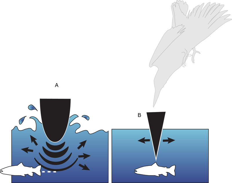 Bird Biomimicry in Action: 12 Avian-Inspired Jets, Drones & Cars | Urbanist