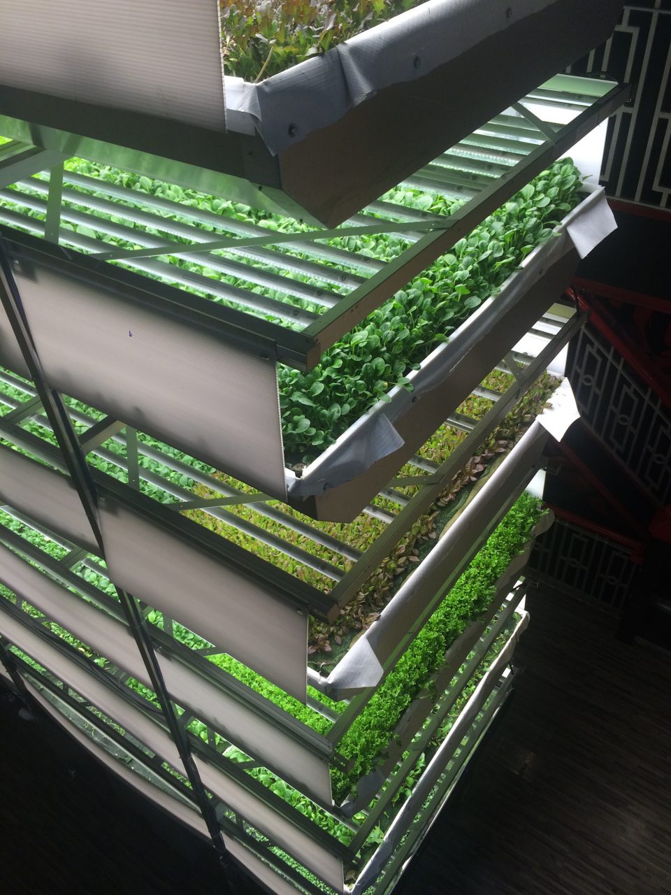 World’s Biggest Indoor Vertical Farm Near NYC to Use 95% Less Water ...