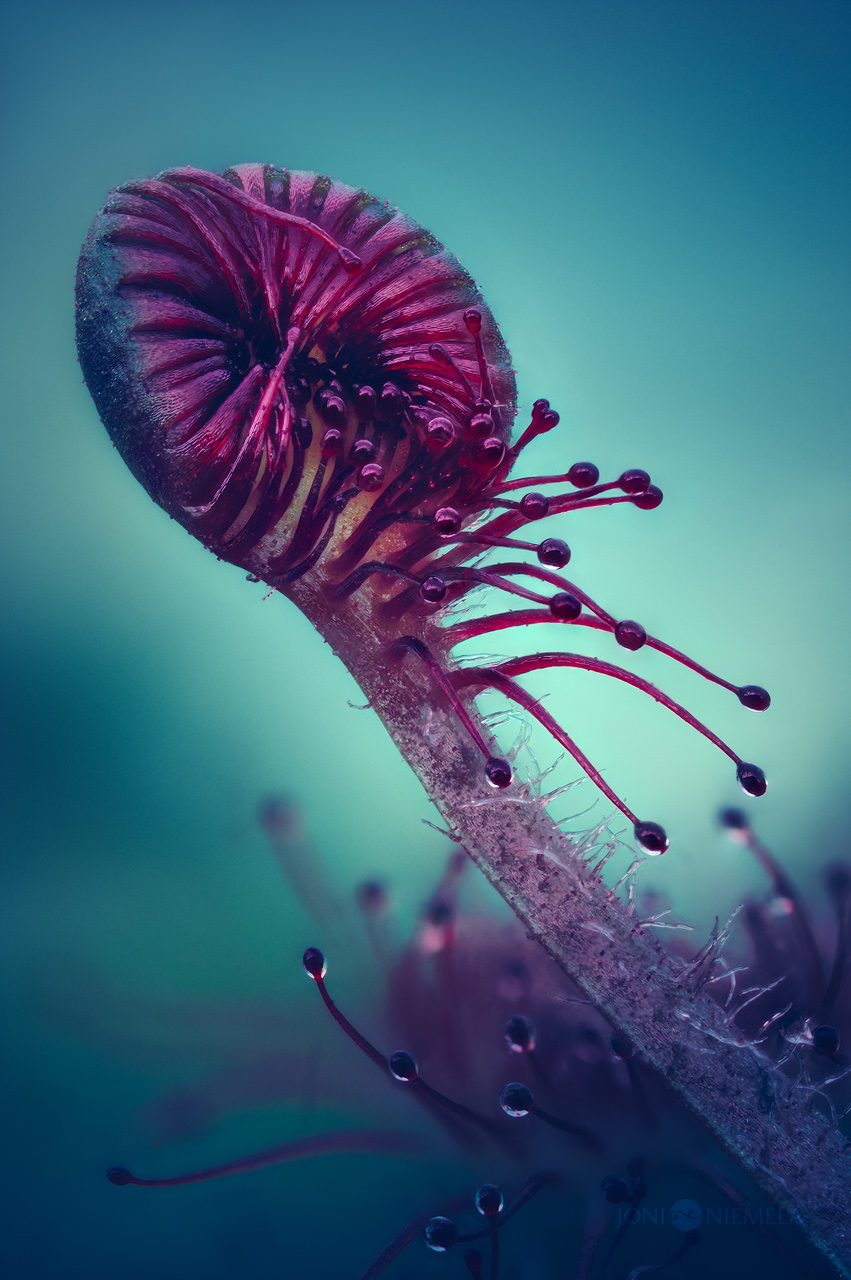 A New View: 65+ Illuminating Larger-Than-Life Macro Images | Urbanist