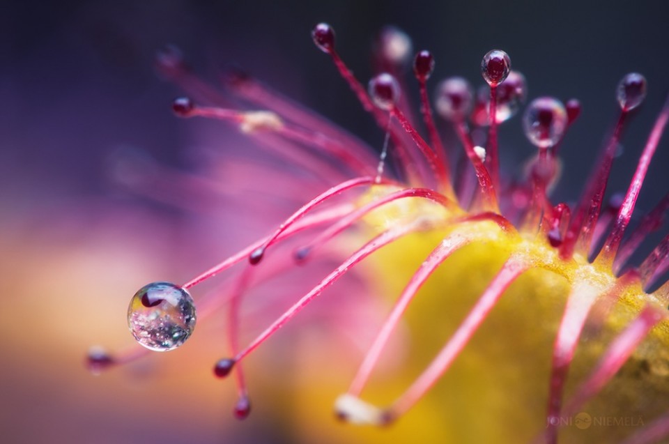 A New View: 65+ Illuminating Larger-Than-Life Macro Images | Urbanist