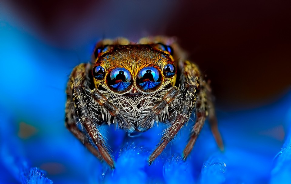 A New View: 65+ Illuminating Larger-Than-Life Macro Images | Urbanist