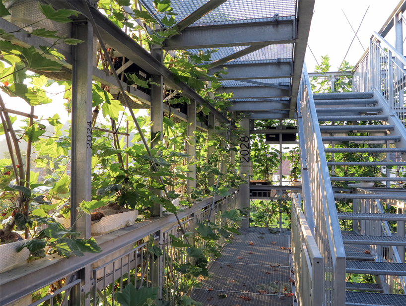 Baubotanik: German Botanical Architect Grows Buildings Out of Trees ...