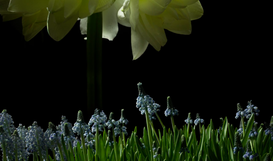 Spring on Speed: Time-Lapse Video Captures 3 Years of Blooming Flowers ...