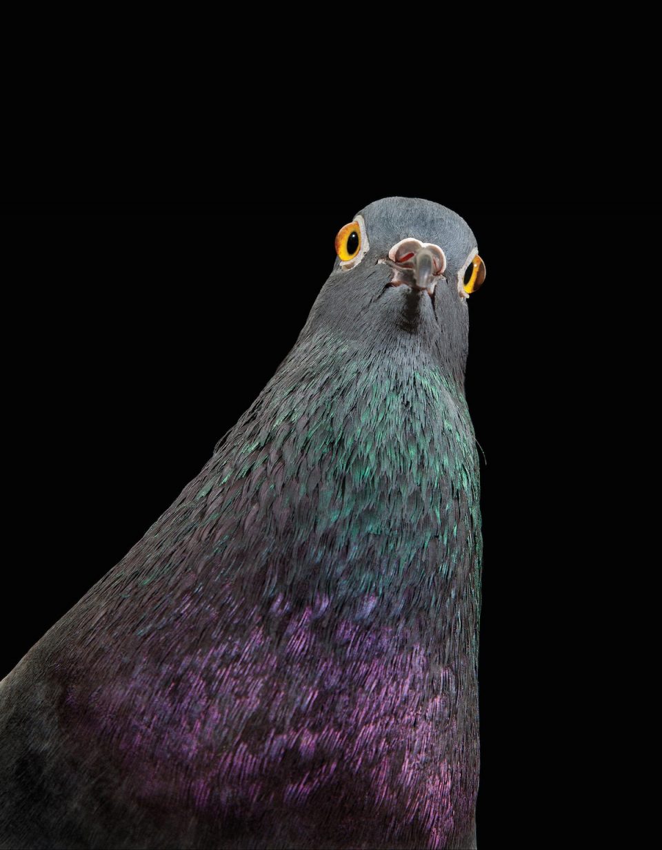 Pigeon Portraiture: Photographer Highlights Beauty of Everyday Urban ...