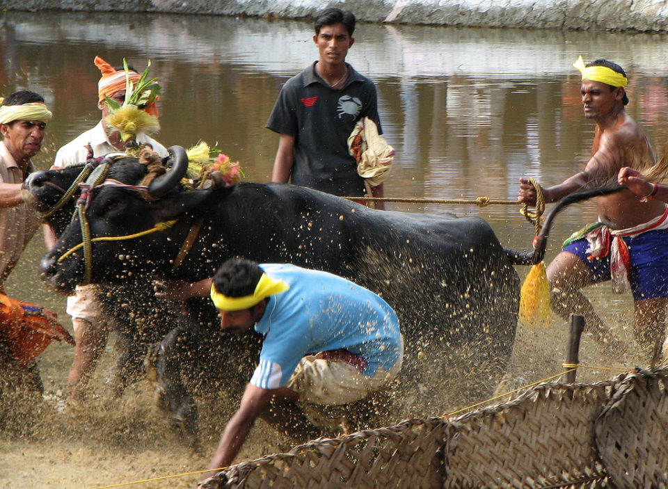 Fairly Sore: The World’s 10 Most Dangerous Festivals | Urbanist