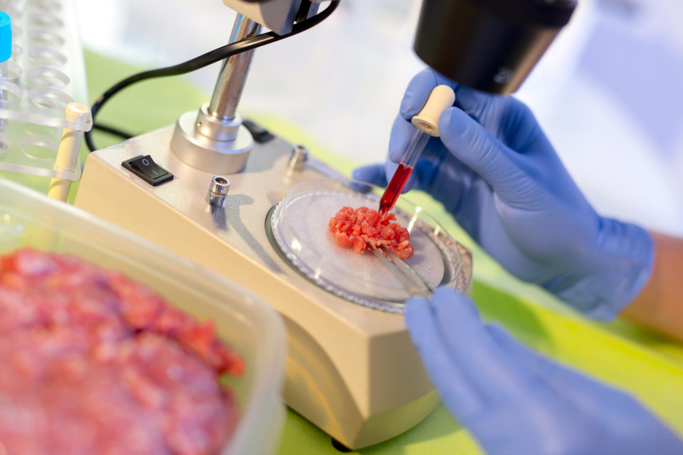 Human-Sheep Embryos to Lab-Grown Leather: Biotechnology and Animals ...
